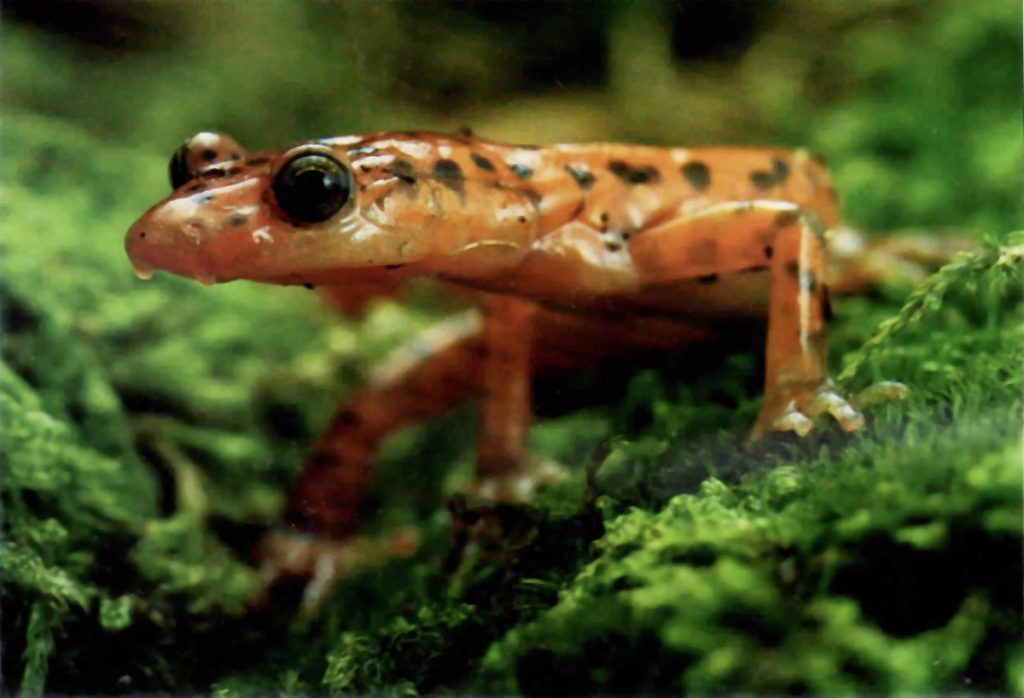 Unearthing Salamander Secrets - Chris Bolgiano